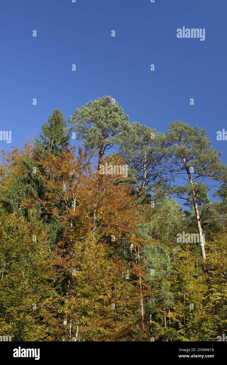 Autumn trees with colourful foliage under a blue sunny sky ...