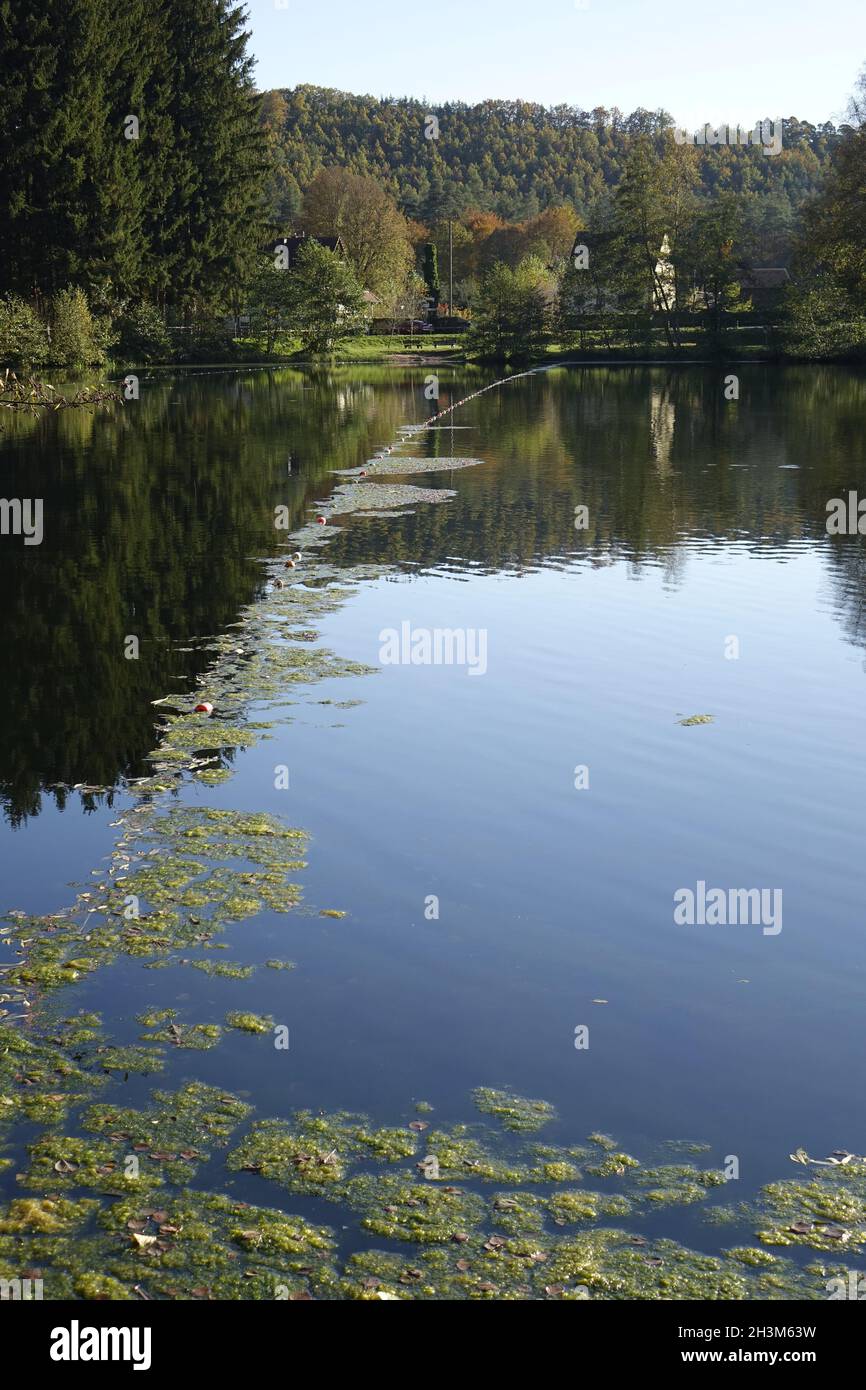 Gold algae hi-res stock photography and images - Alamy