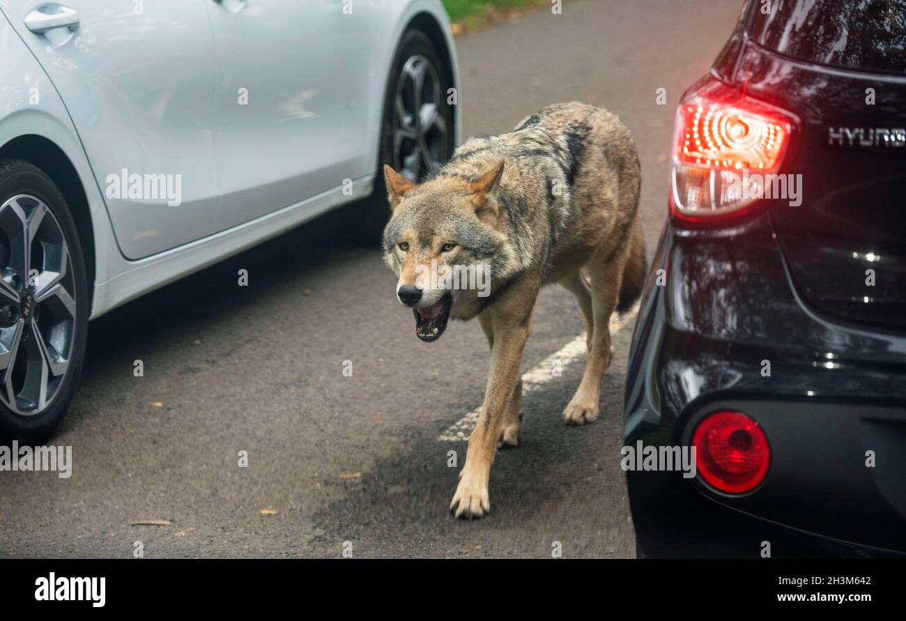 European wolf in amongst the drive through vehicles at Longleat Safari ...