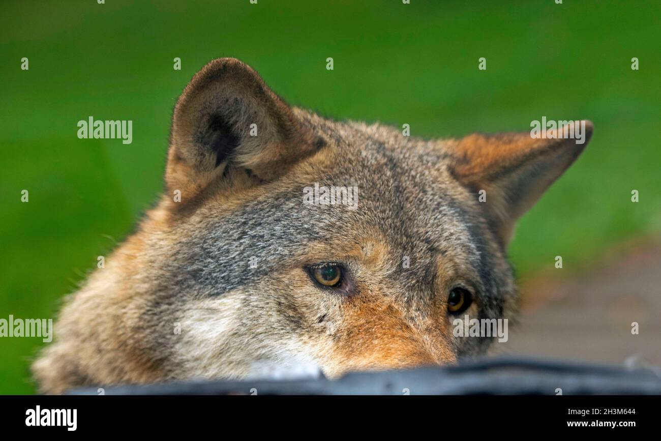 European wolf in amongst the drive through vehicles at Longleat Safari ...