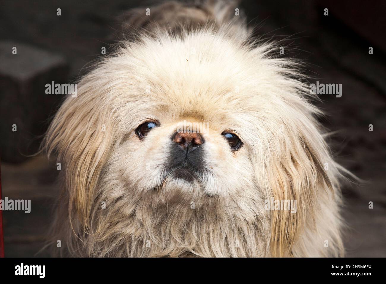 Pekingese dog, a pet toy dog / lap dog pictured in the public market in ...