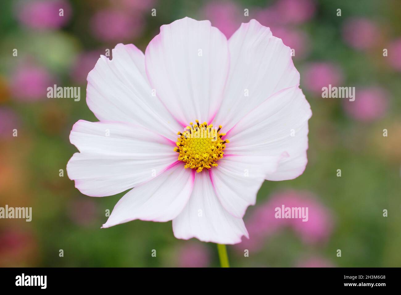 Cosmos bipinnatus 'Candy stripe', a white cosmos with varying deep pink ...