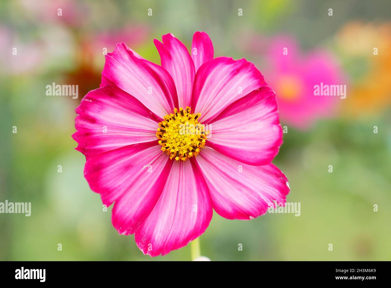 Splashes of pink hi-res stock photography and images - Alamy