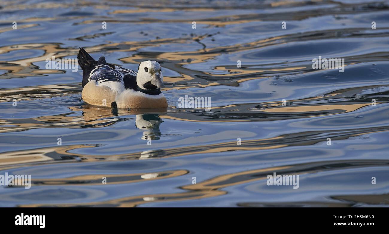 Pinto duck hi-res stock photography and images - Alamy