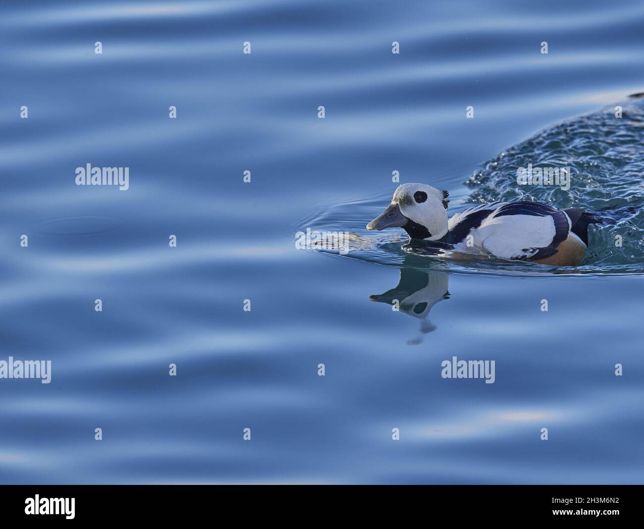 Pinto duck hi-res stock photography and images - Alamy