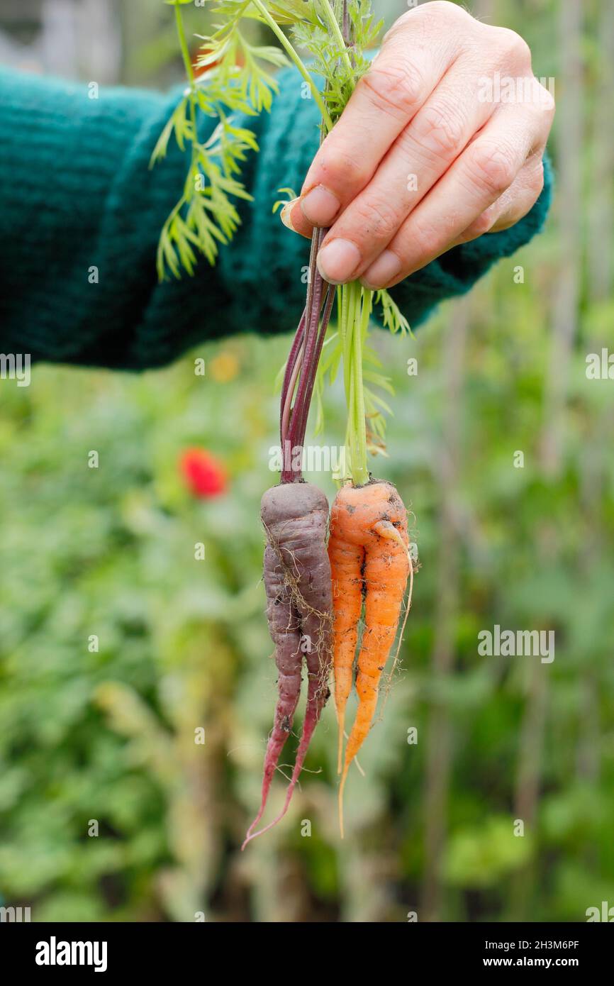 Wonky vegetables. Forked roots on homegrown rainbow carrots. UK Stock ...