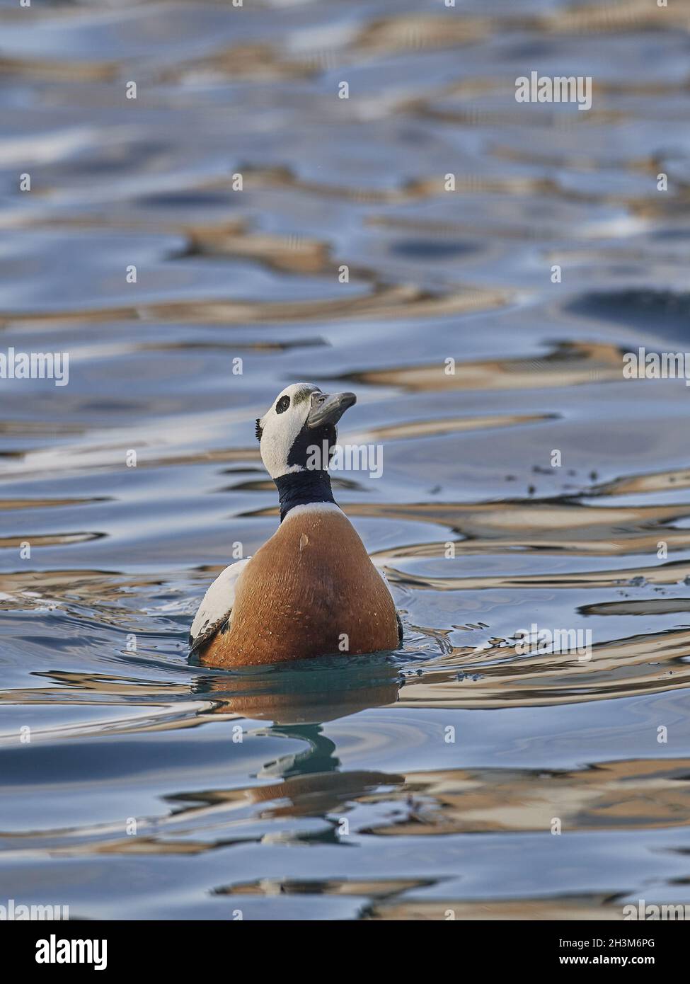 Pinto duck hi-res stock photography and images - Alamy
