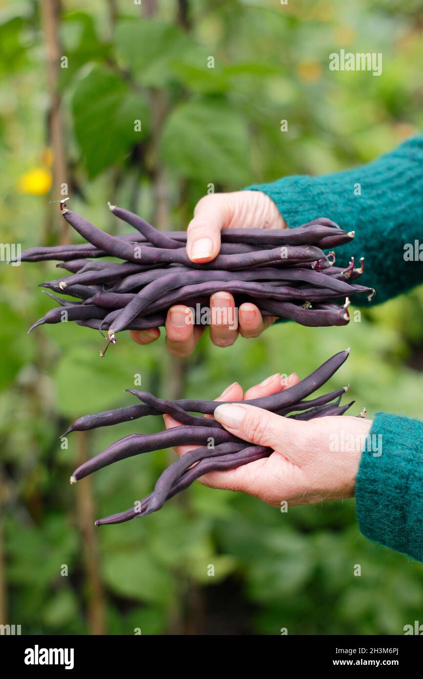 Purple French beans. Woman picking homegrown Phaseolus vulgaris 'Violet ...