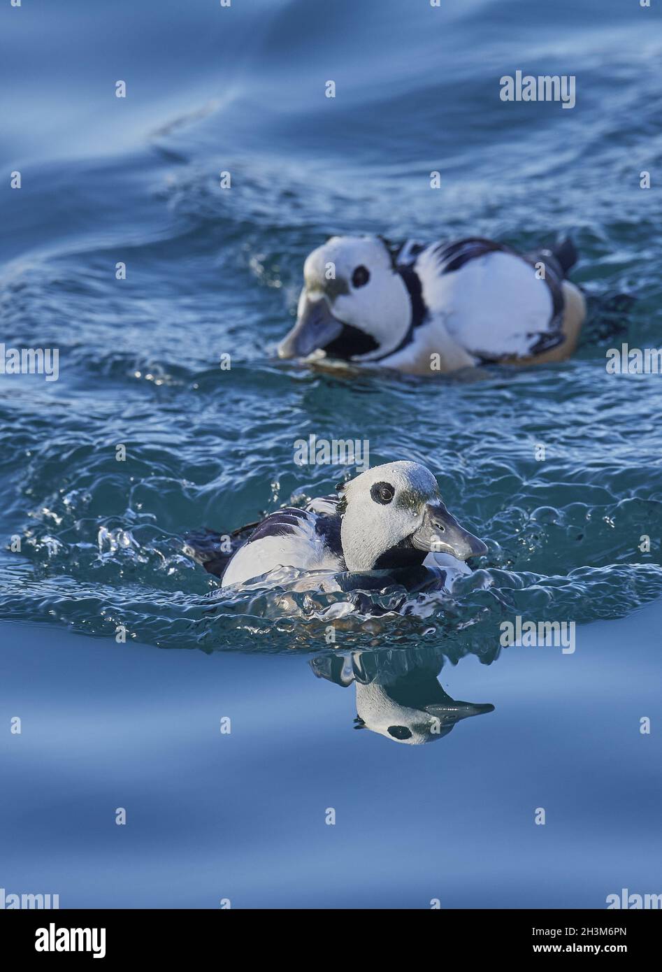 Pinto duck hi-res stock photography and images - Alamy
