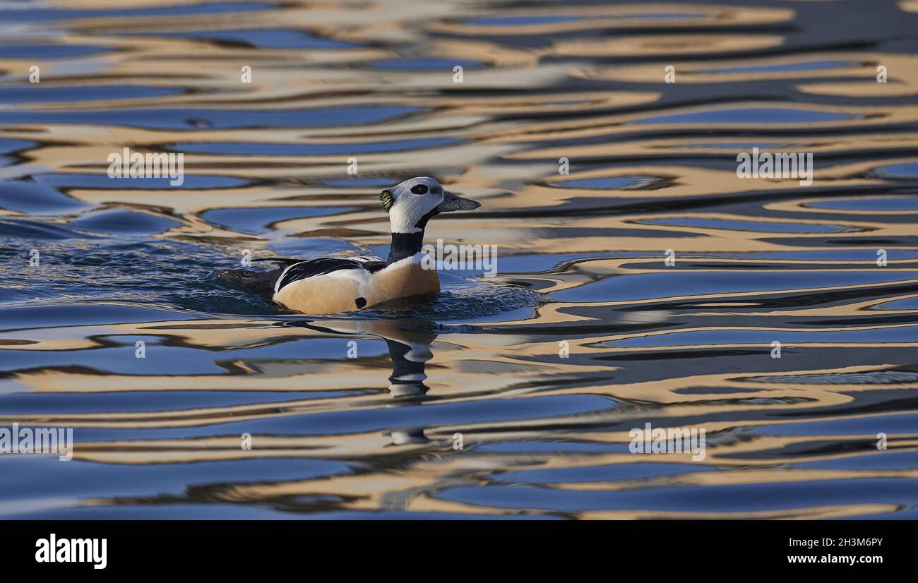 Pinto duck hi-res stock photography and images - Alamy