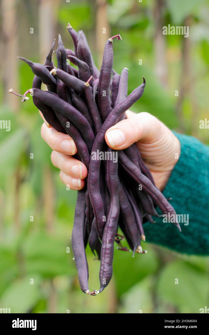 Violet Podded French beans. Woman picking homegrown Phaseolus vulgaris ...