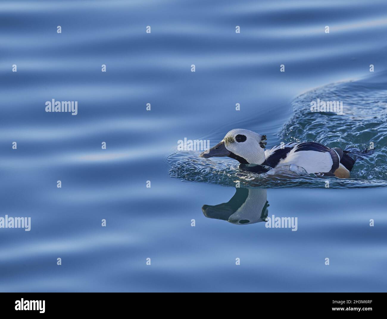 Pinto duck hi-res stock photography and images - Alamy