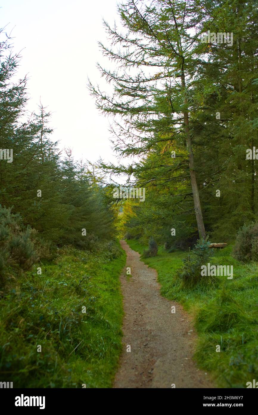 Trail through the spring forest. Walkway Lane Path With Green Trees in ...