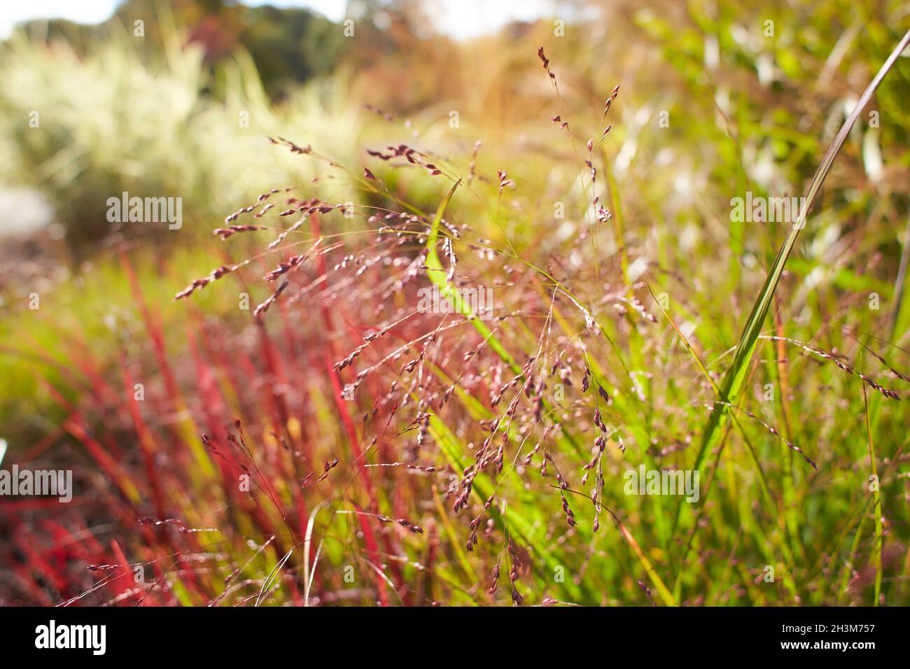 Redtop grass hi-res stock photography and images - Alamy