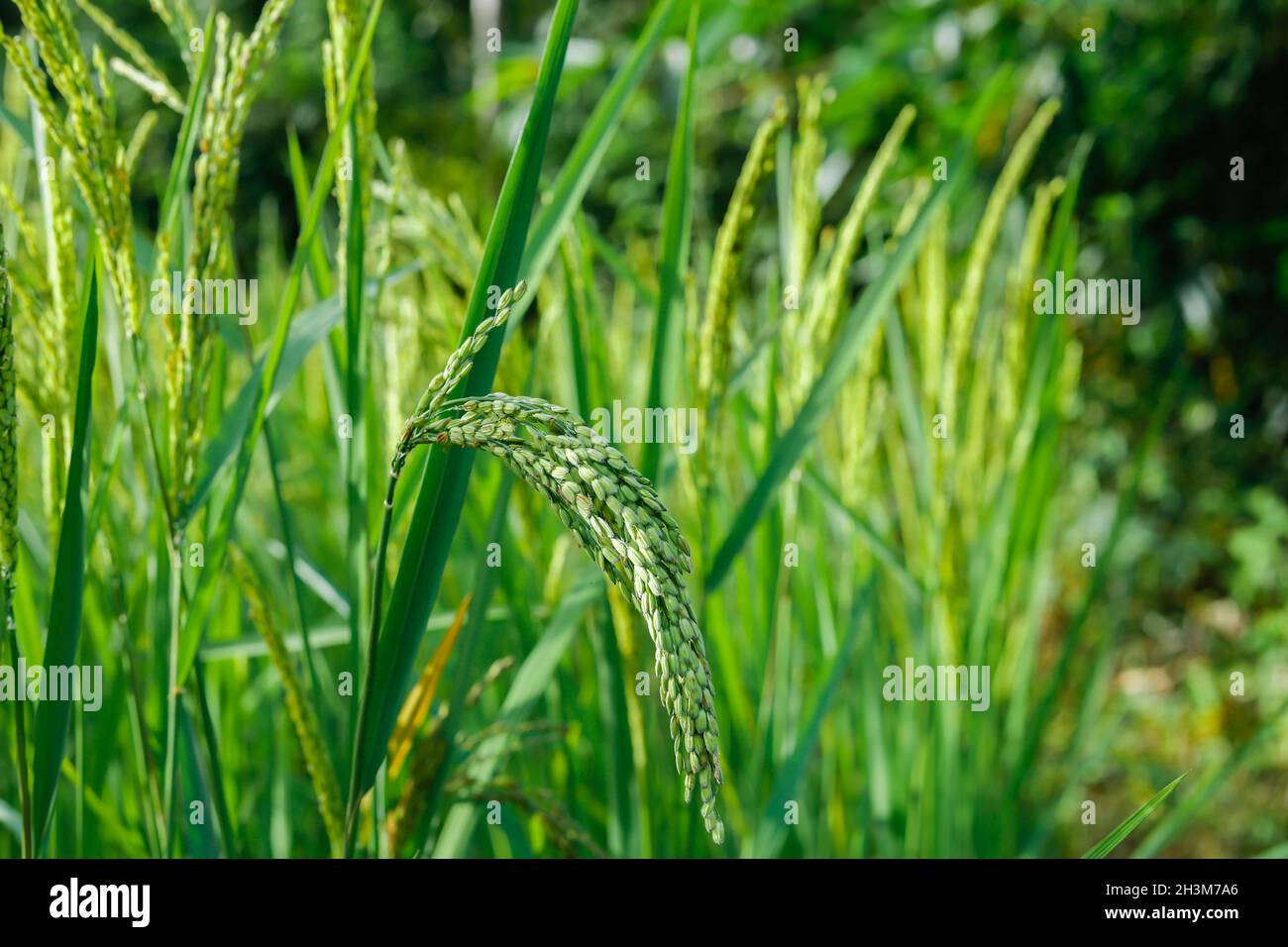 Beautiful view of green young paddy rice on fields, rice fields of ...