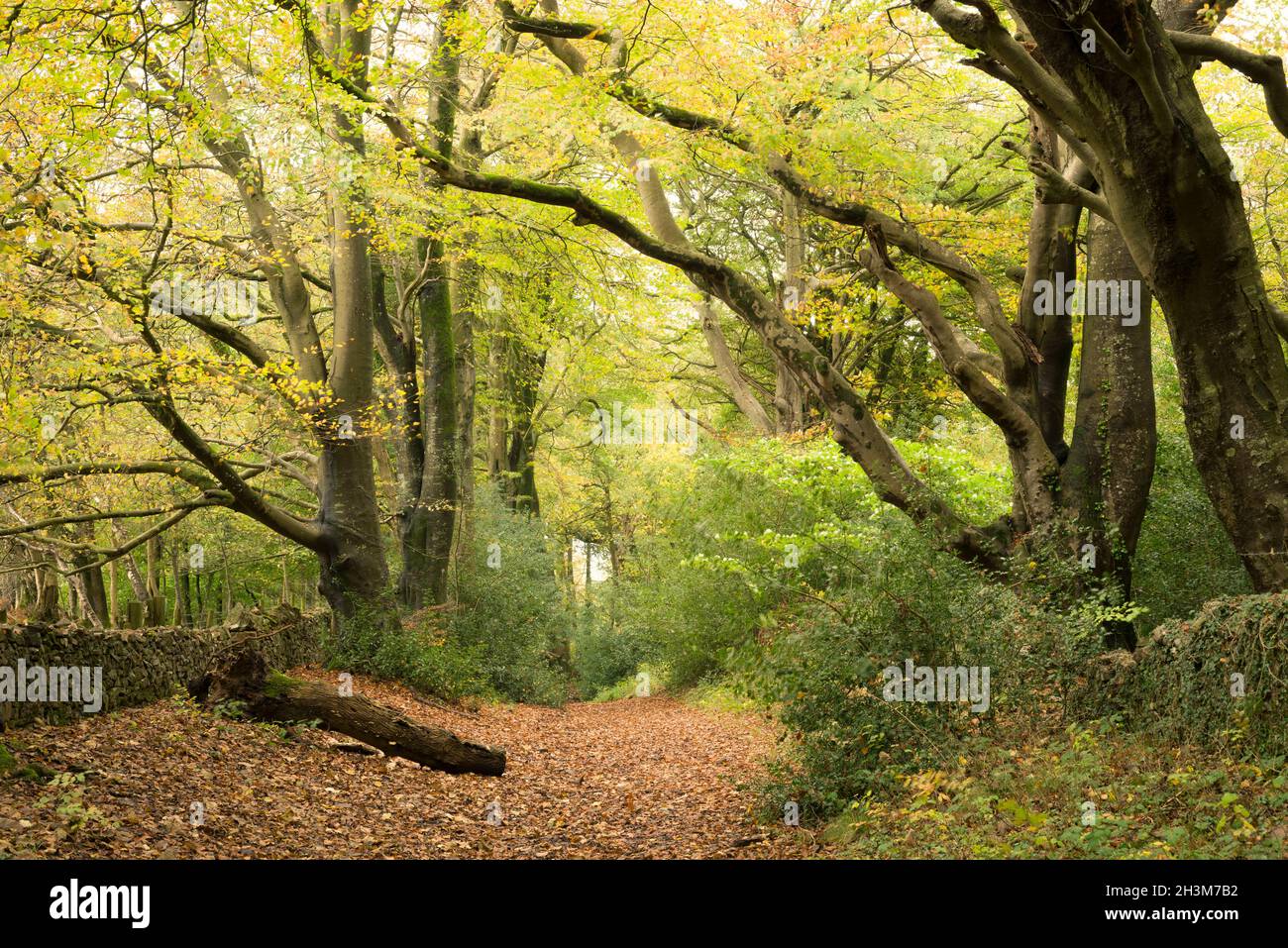 A bridlepath through common beech trees displaying their autumn colour ...