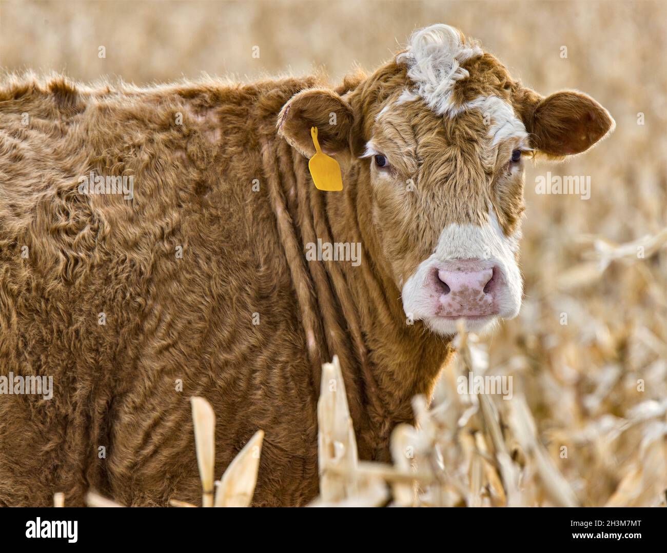 Cow close up head hi-res stock photography and images - Alamy