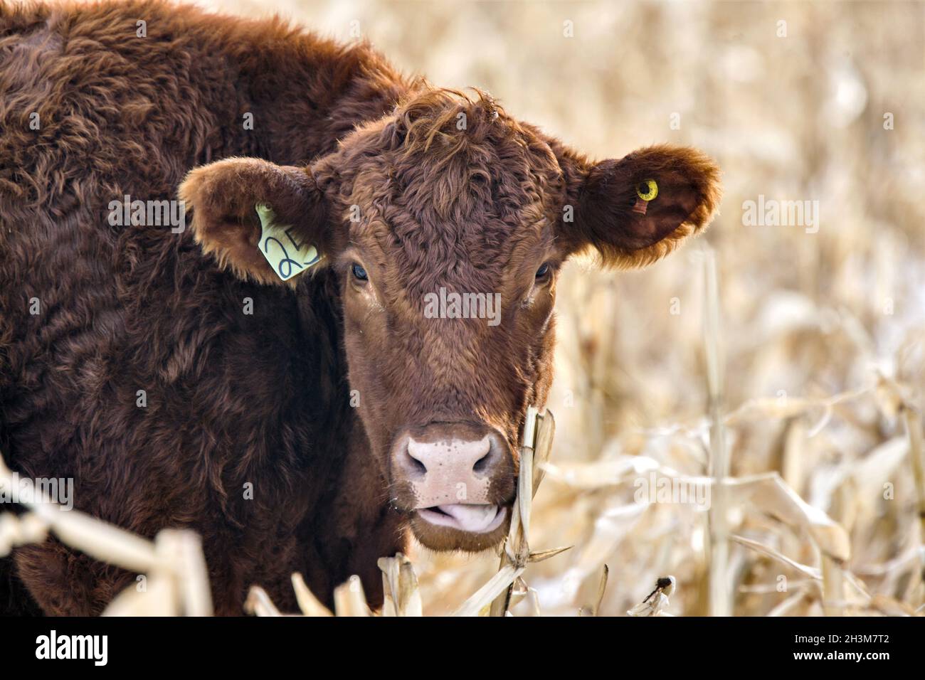 Close up cow hi-res stock photography and images - Alamy