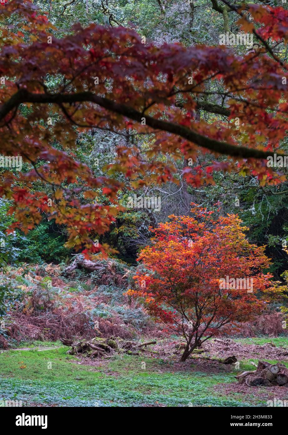 Variety of trees including acer, cherry and maple trees in a blaze of ...