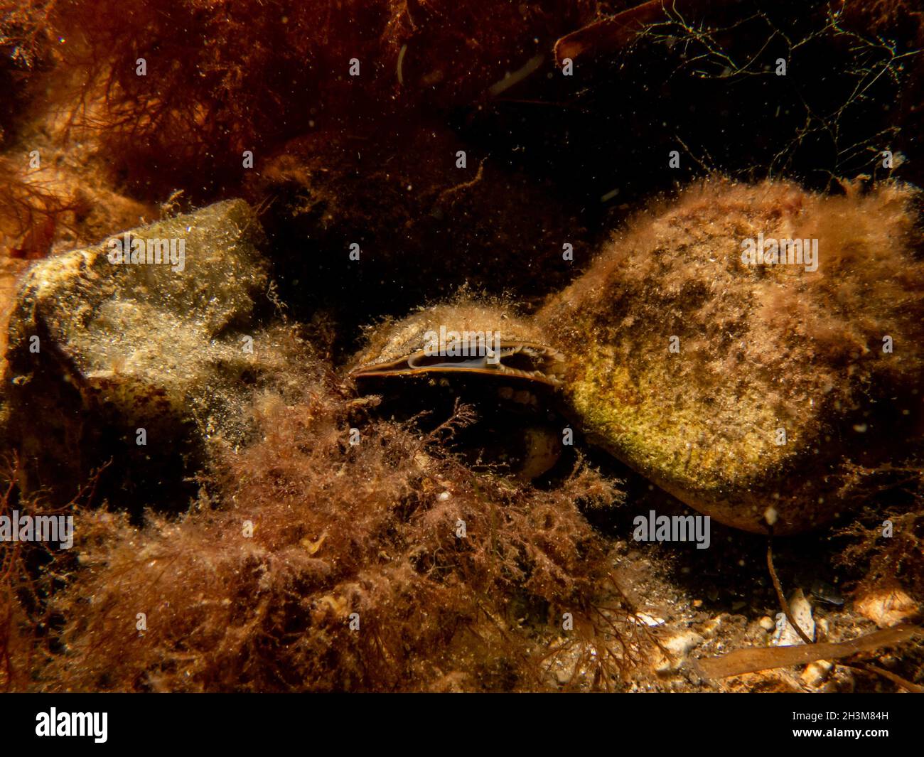 A close-up picture of a blue mussel, Mytilus edulis, in cold Northern ...