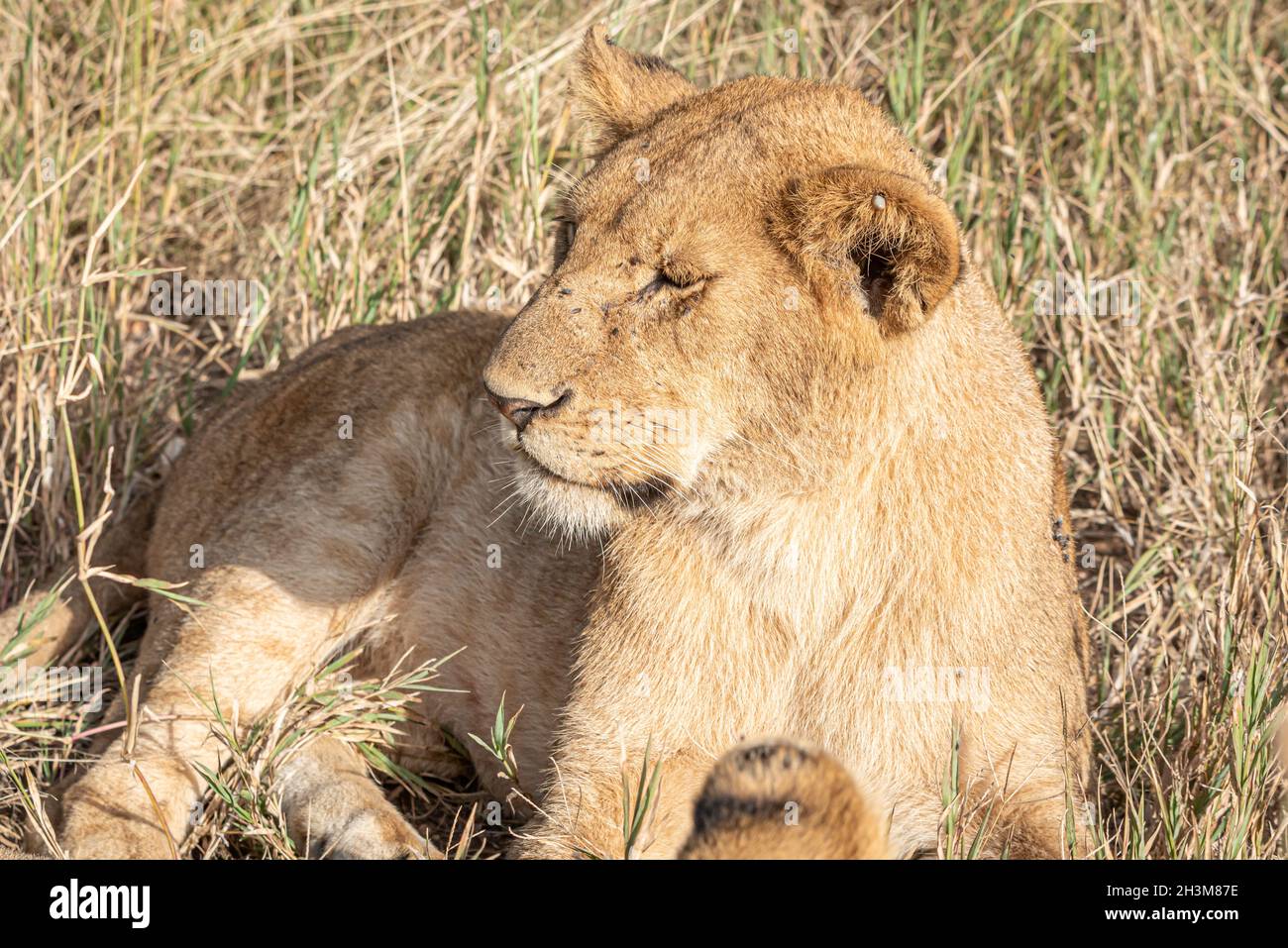 Lion cub at rest in the Serengeti Stock Photo - Alamy