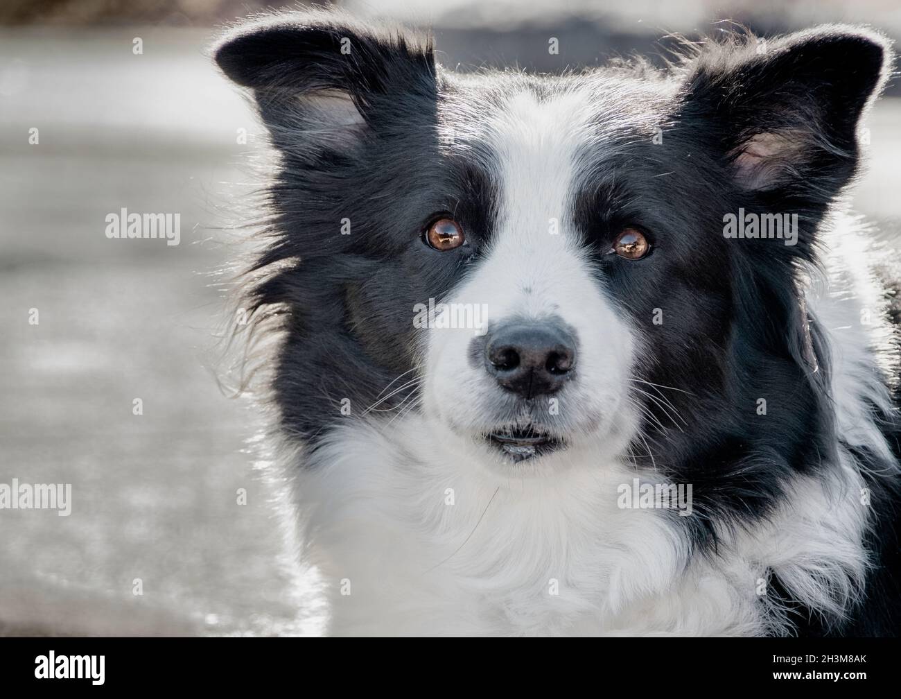 Shot of a 7-year-old female, black and white border collie taking a ...