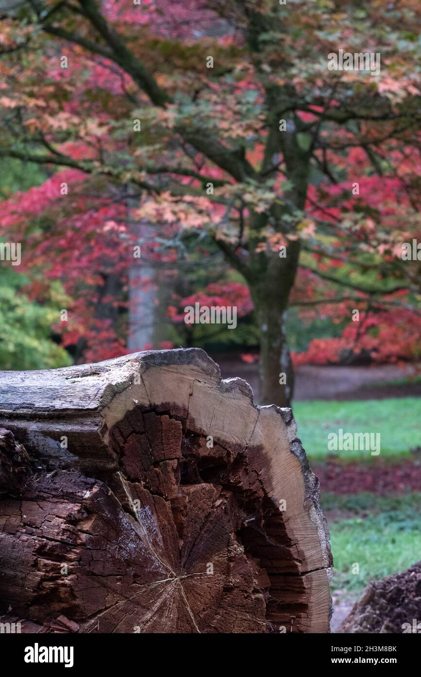 Autumn blaze maple tree hi-res stock photography and images - Alamy
