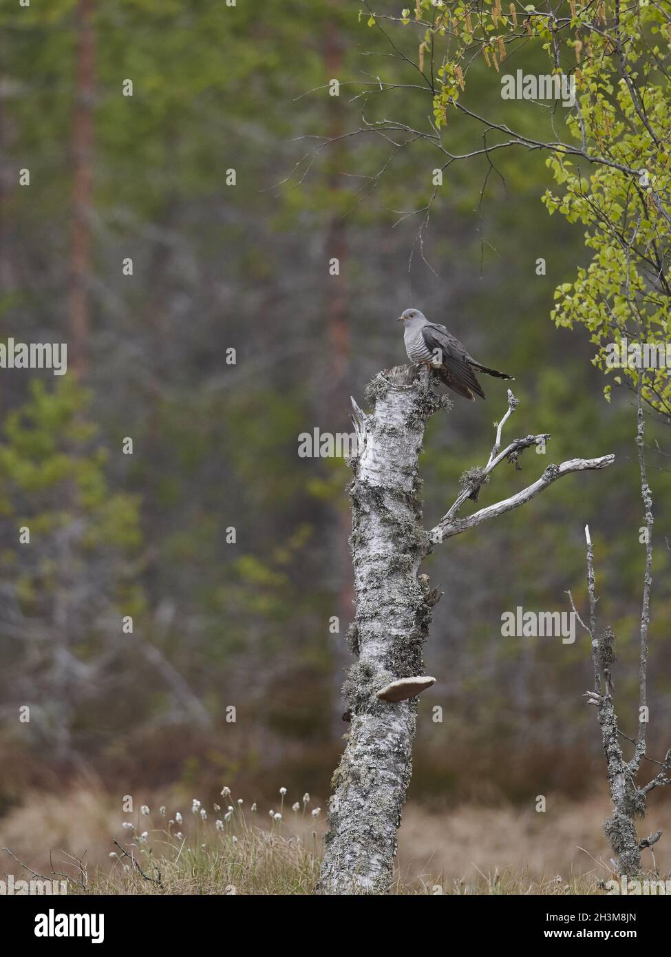 Cuckoo bird europe hi-res stock photography and images - Alamy