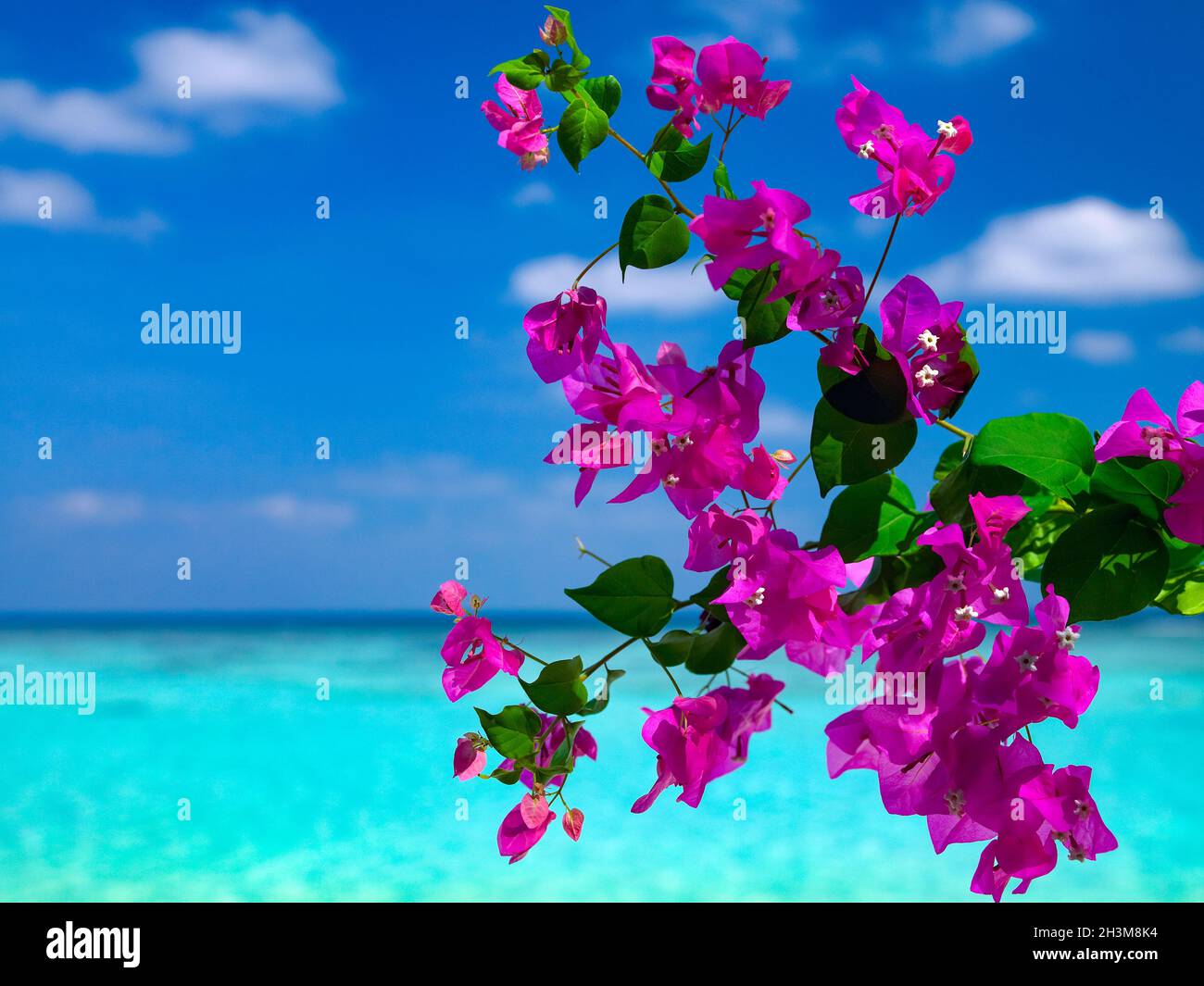 Colorful flowers in tropical hi-res stock photography and images - Alamy