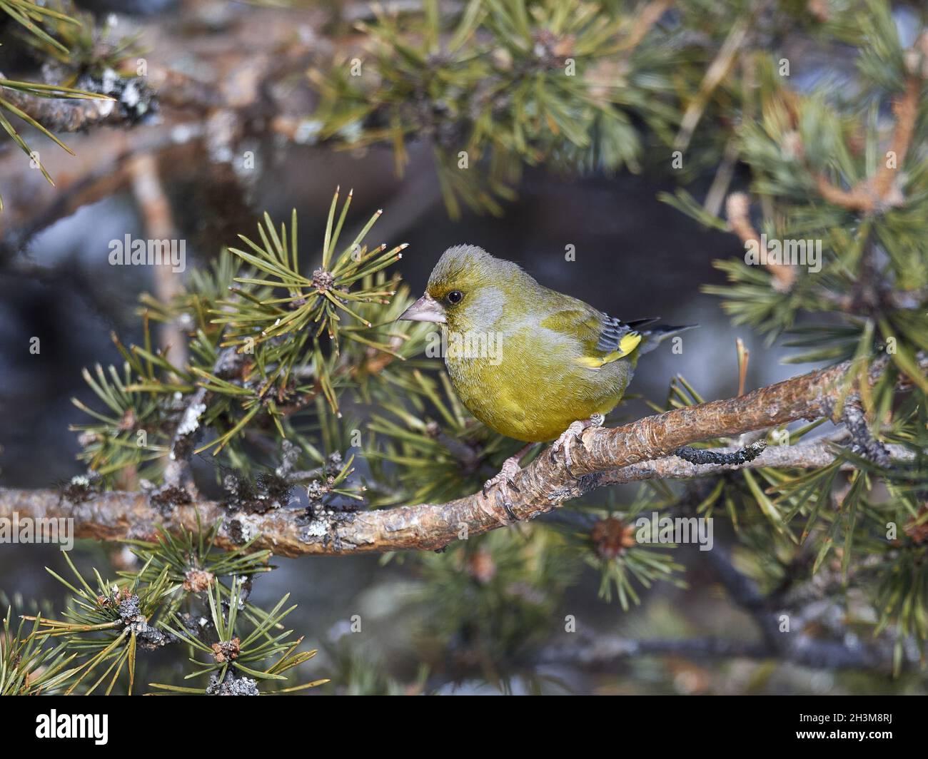 Greenfinches hi-res stock photography and images - Alamy