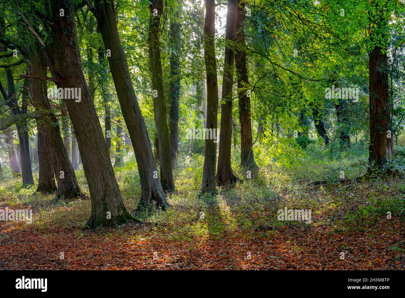 Early autumn in woodland hi-res stock photography and images - Alamy