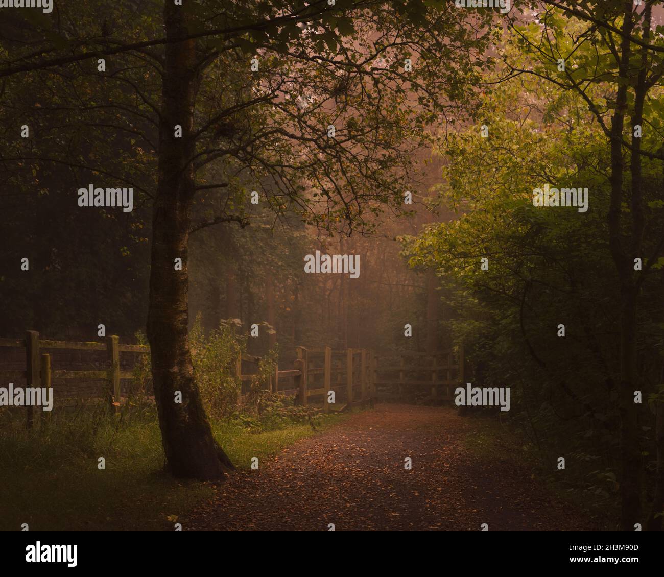 Sunlight coming through fog hi-res stock photography and images - Alamy