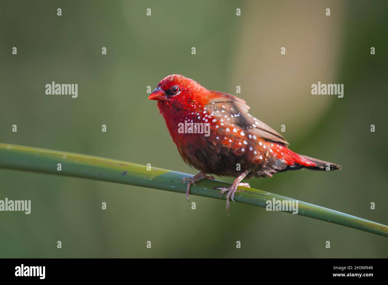 Horizontal bird photos hi-res stock photography and images - Alamy