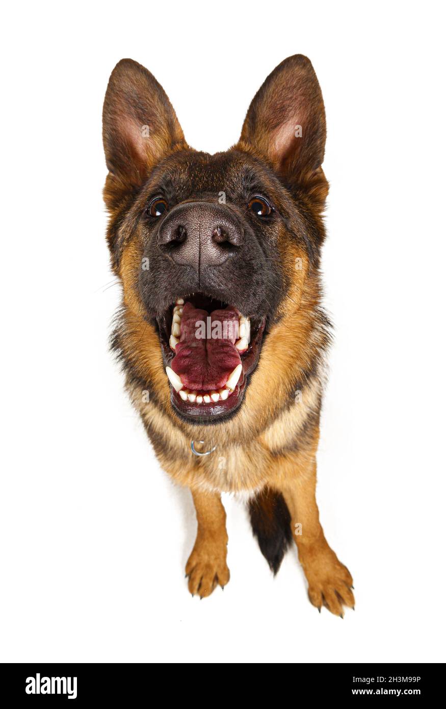 Cute German shepherd looking up isolated on white background Stock ...