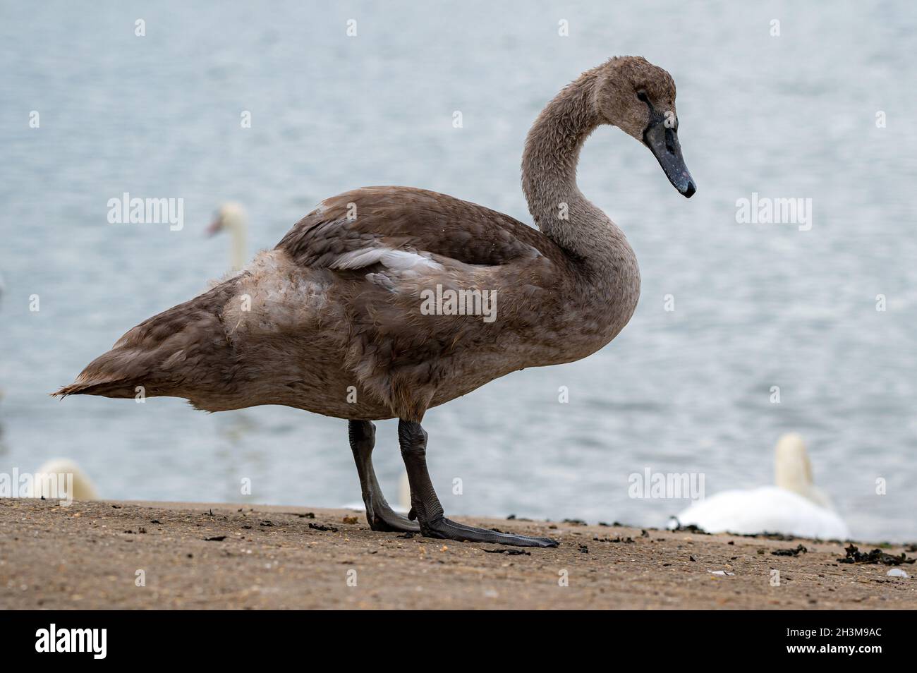 Group of swans that swim across The River Crouch from Burnham on Crouch ...