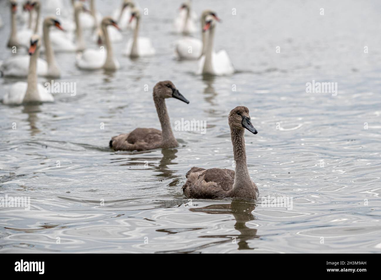 Group of swans that swim across The River Crouch from Burnham on Crouch ...