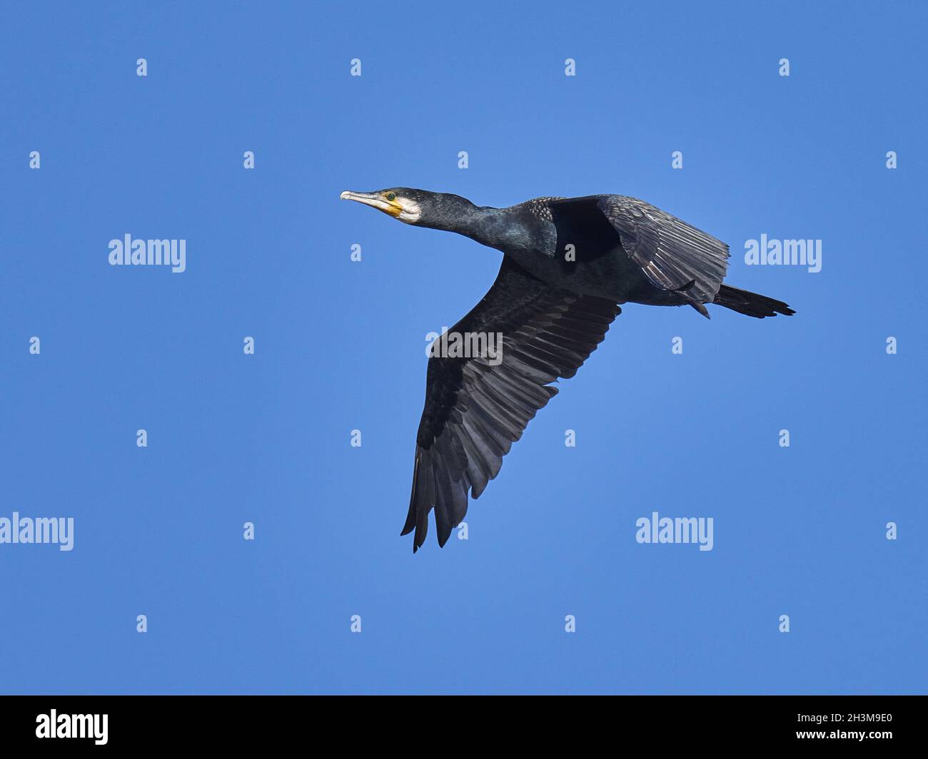 Kormoran sea raven cormorant hi-res stock photography and images - Alamy