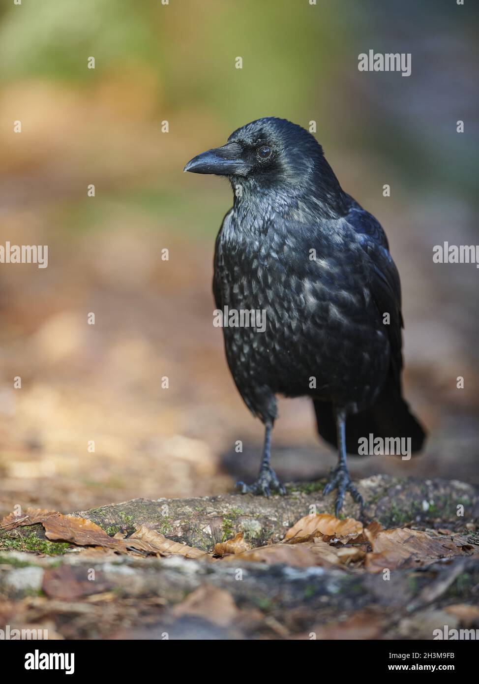 Bird birds crow singing hi-res stock photography and images - Alamy