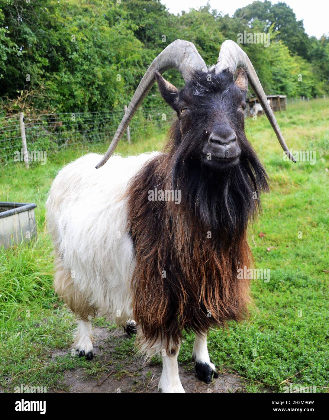 Goat on the visitor trail at Foxburrow Farm Nature Reserve, near ...
