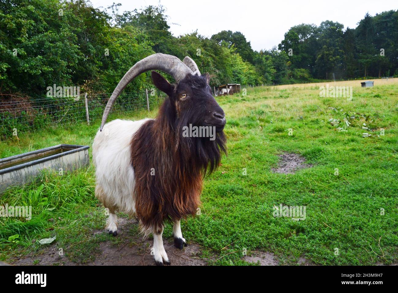 Goat on the visitor trail at Foxburrow Farm Nature Reserve, near ...