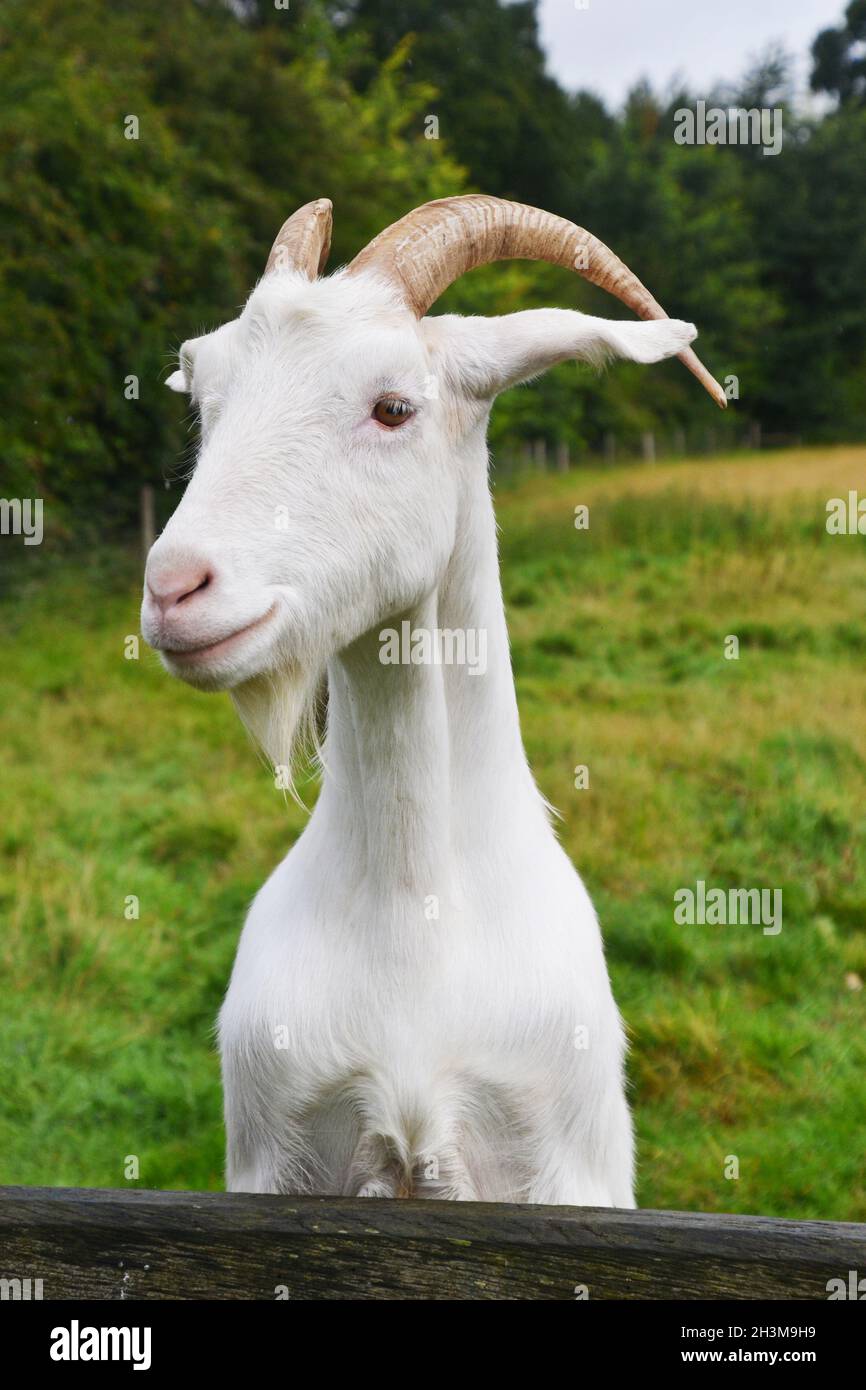 Goat on the visitor trail at Foxburrow Farm Nature Reserve, near ...