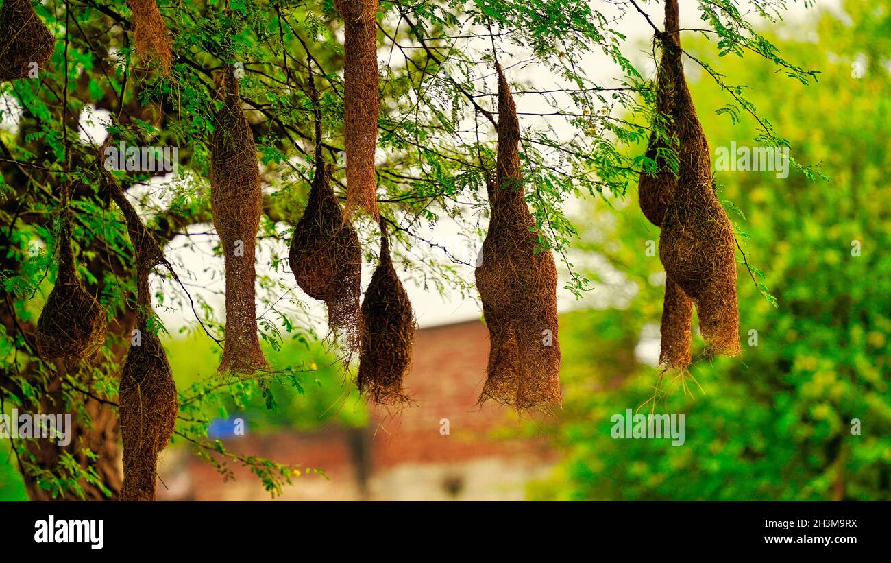 Golden hour shot, Selective focus bird nest hanging on Acacia tree ...