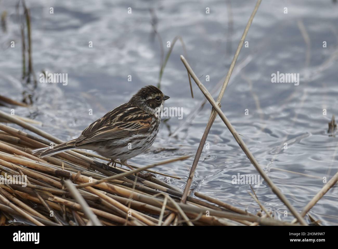 Bird shell hi-res stock photography and images - Alamy