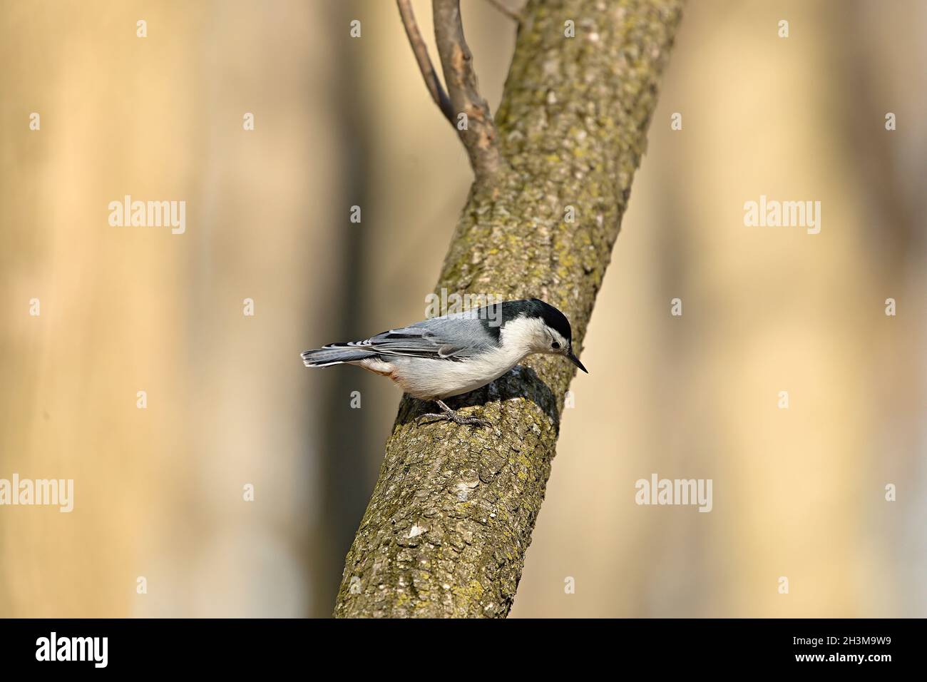 White breasted bird hi-res stock photography and images - Alamy