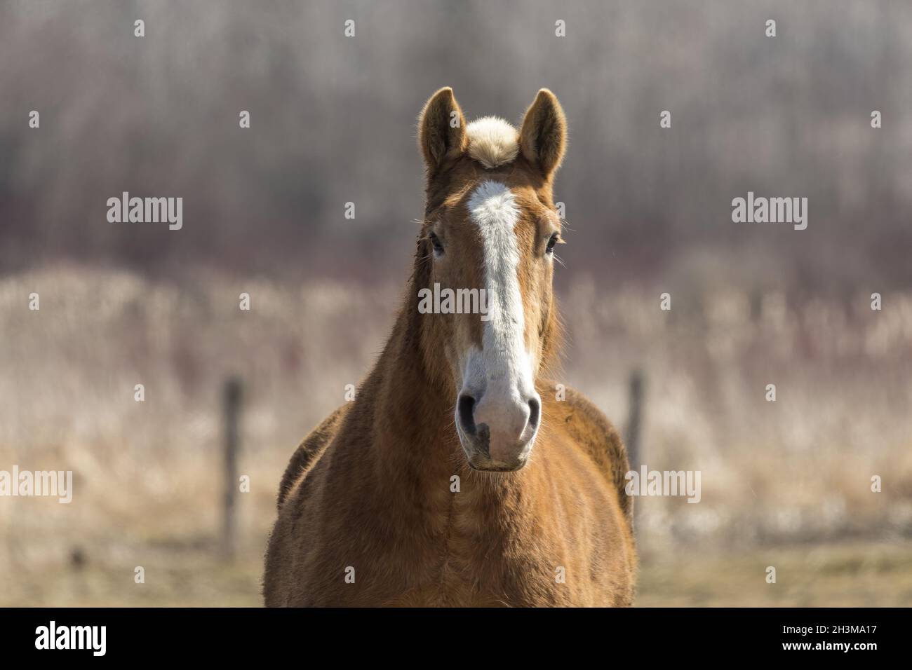 Belgian heavy horse hi-res stock photography and images - Alamy