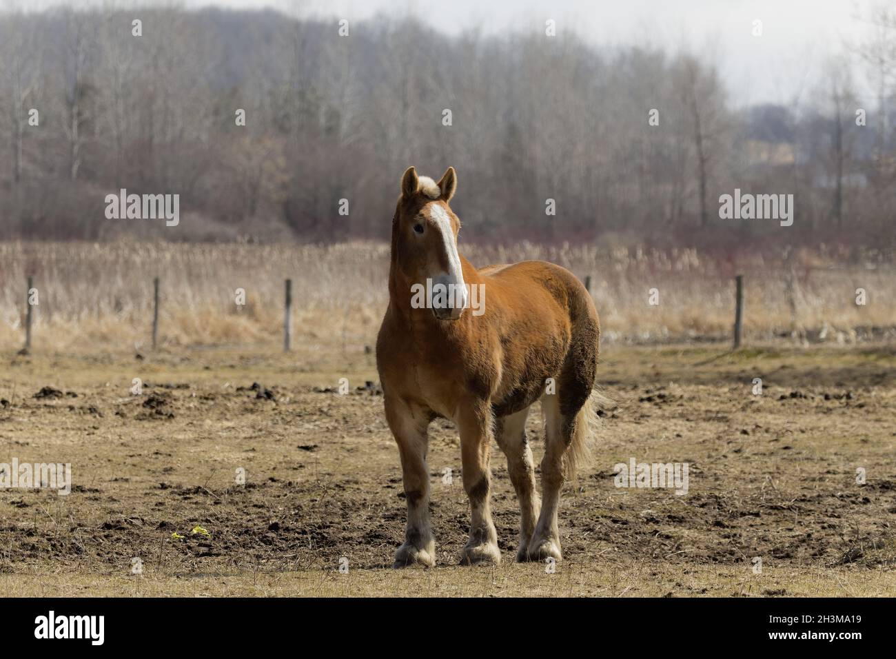 Belgian heavy horse hi-res stock photography and images - Alamy