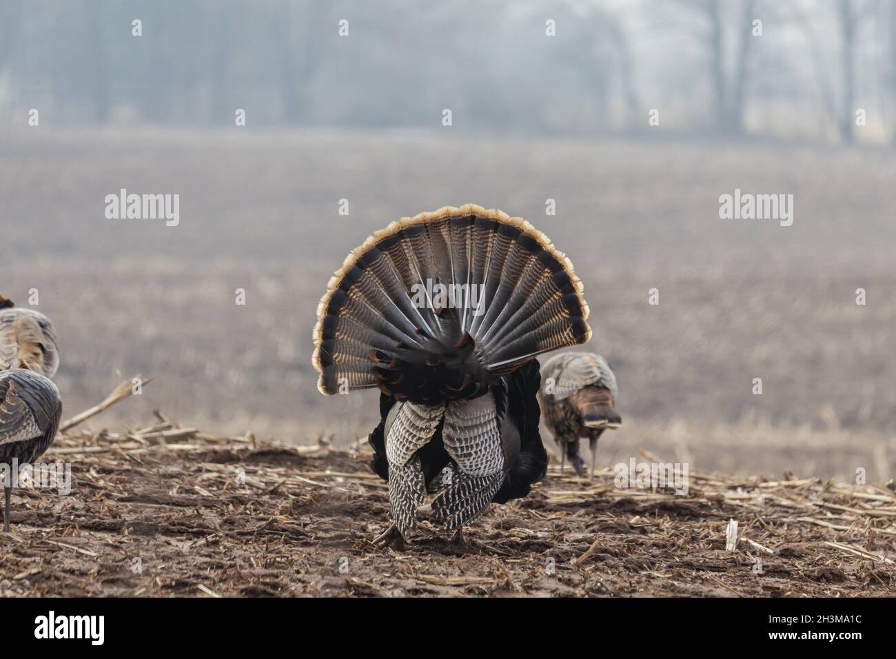 Wild turkey on the field Stock Photo - Alamy