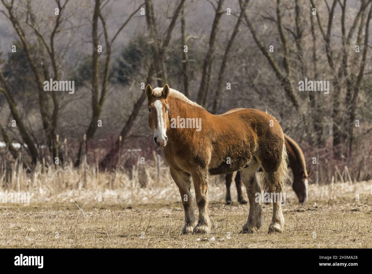 Belgian work horse hi-res stock photography and images - Alamy