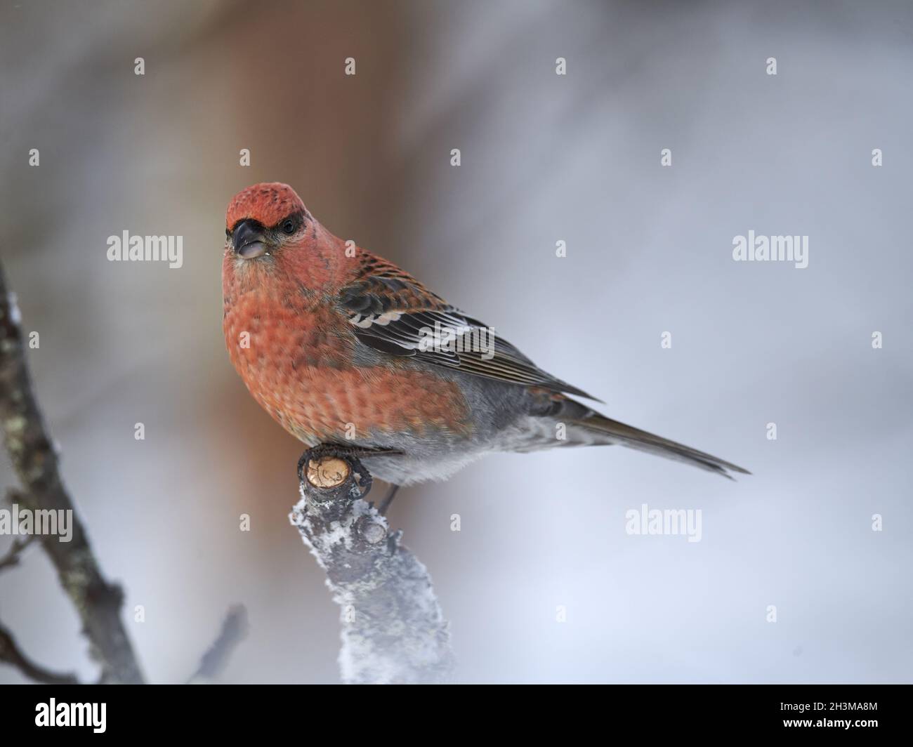 Finch finches birds songbirds bird hi-res stock photography and images ...