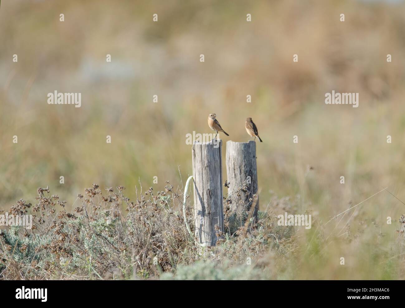 Two small birds standing on a pole Stock Photo - Alamy